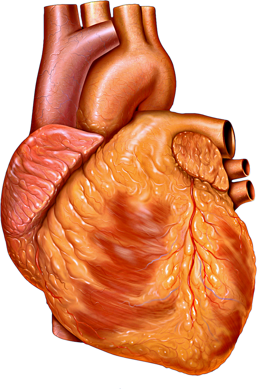How to Find and Use High-Quality Heart Images for Any Project | Oreate ...